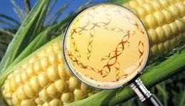 Mejoramiento genético del maíz - EcuRed