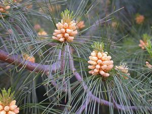 Pinus strobus - EcuRed