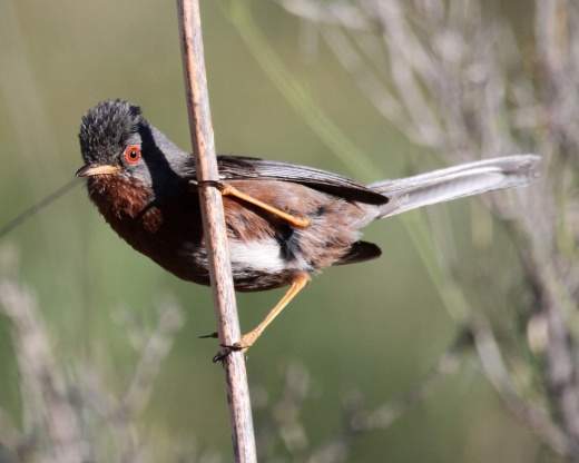 Carruca rabilarga - EcuRed