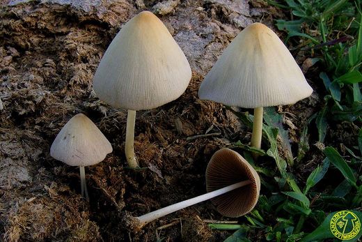 Conocybe apala - EcuRed
