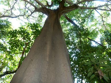 Ficus polita - EcuRed