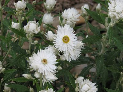 Coronidium elatum - EcuRed