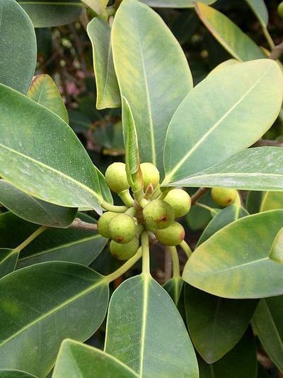 Ficus rubiginosa - EcuRed