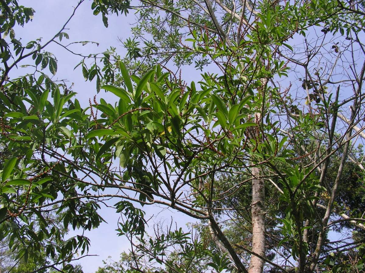 Sapium glandulosum - EcuRed