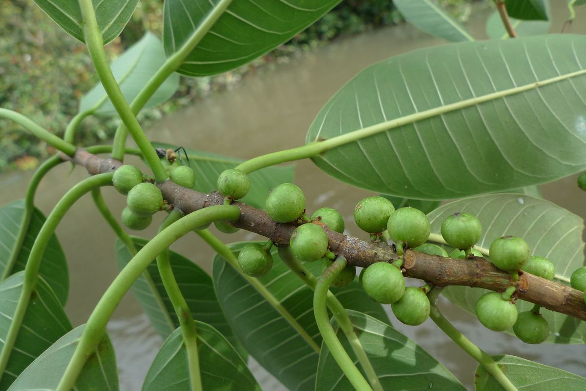 Ficus amazonica - EcuRed