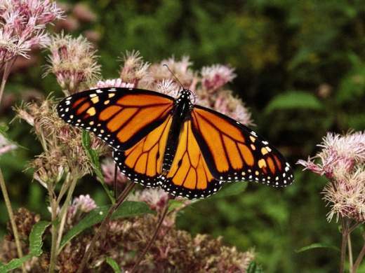 Mariposa monarca - EcuRed