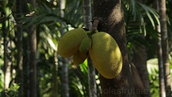 Artocarpus altilis - EcuRed