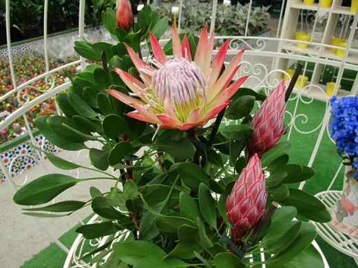 Protea cynaroides - EcuRed