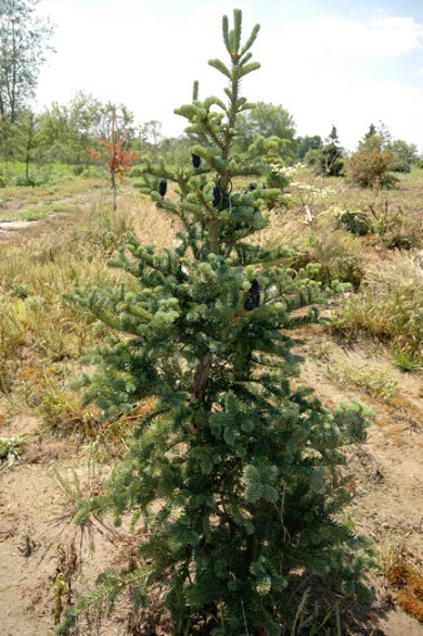 Abies squamata - EcuRed