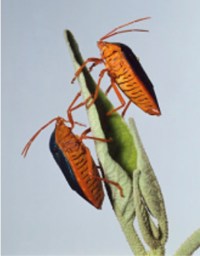 Goma laca - EcuRed