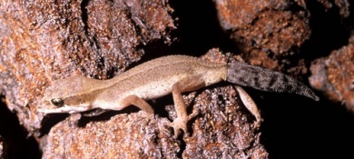 Paroedura vahiny - EcuRed