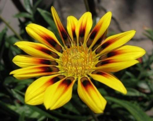 Asteraceae - EcuRed