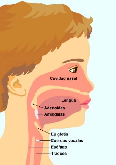 Adenoiditis de la infancia - EcuRed