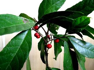 Ficus wassa - EcuRed