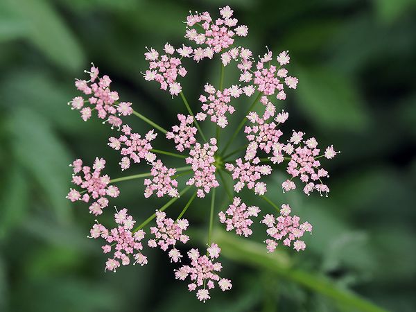 Juncus effusus - EcuRed