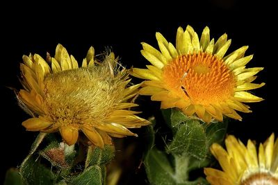 Helichrysum setosum - EcuRed