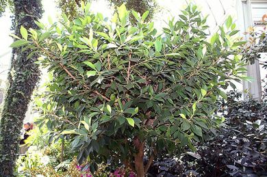 Ficus thonningii - EcuRed