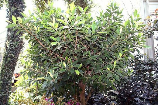 Ficus thonningii - EcuRed
