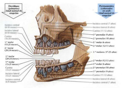 Molar humano - EcuRed