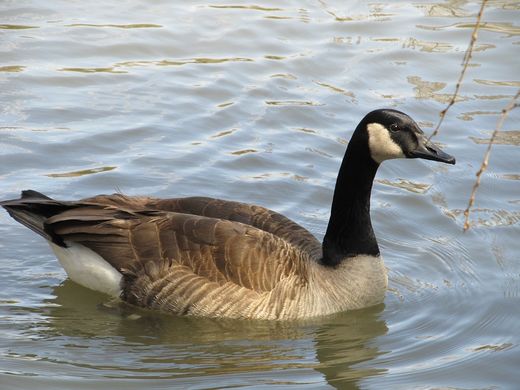 Barnacla canadiense - EcuRed