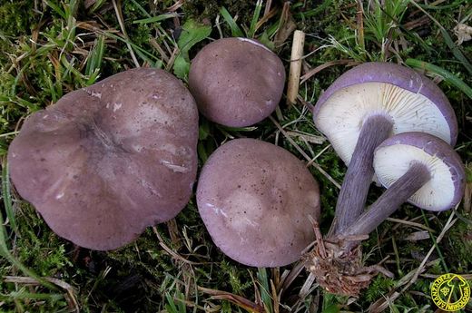 Calocybe ionides - EcuRed