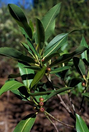 Ficus pygmaea - EcuRed