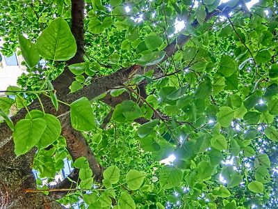 Ficus rumphii - EcuRed