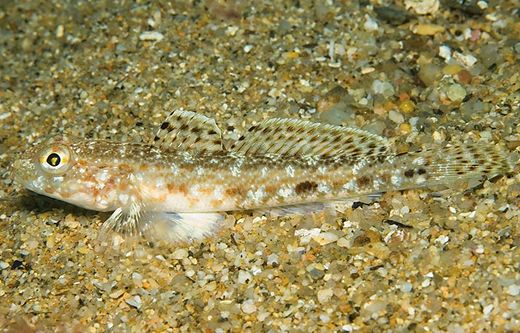 Gobius geniporus - EcuRed