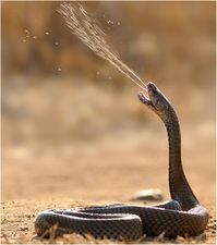 Serpiente escupidora roja - EcuRed