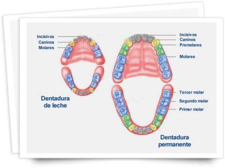 Dentición - EcuRed