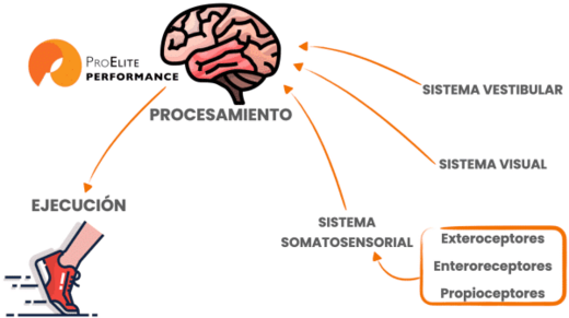 Propioceptores - EcuRed