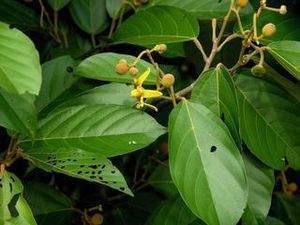 Inga spectabilis - EcuRed