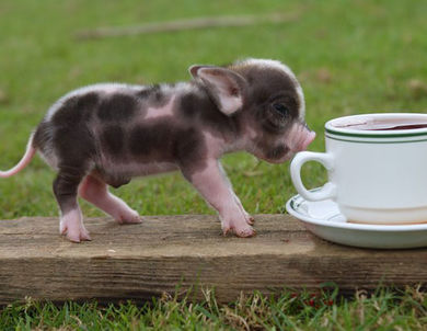 Mini pig - EcuRed