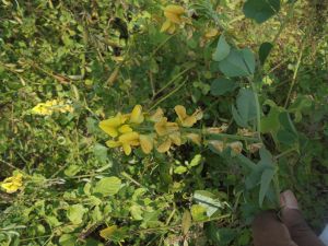 Crotalaria clavata - EcuRed