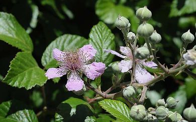 Rubus ulmifolius - EcuRed