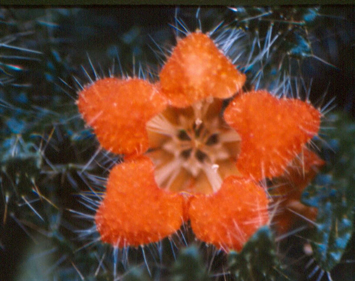 Caiophora rosulata - EcuRed