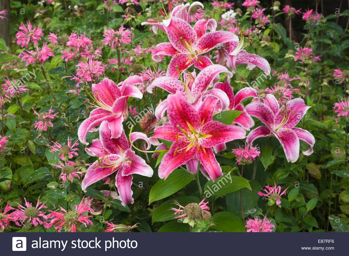 Lilium Stargazer - EcuRed