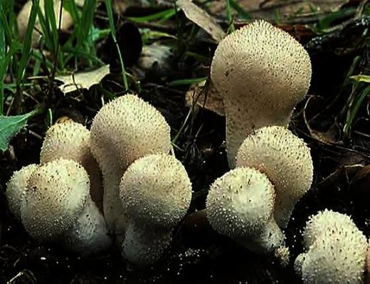 Lycoperdon perlatum - EcuRed