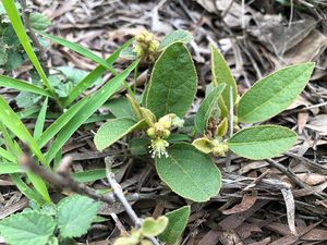 Croton crassifolius - EcuRed