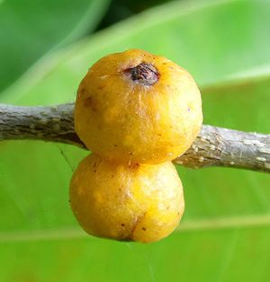 Ficus binnendijkii - EcuRed