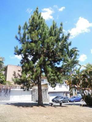 Pinus caribaea - EcuRed