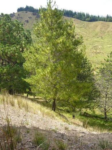 Pinus greggii - EcuRed