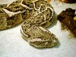 Serpiente bufadora - EcuRed