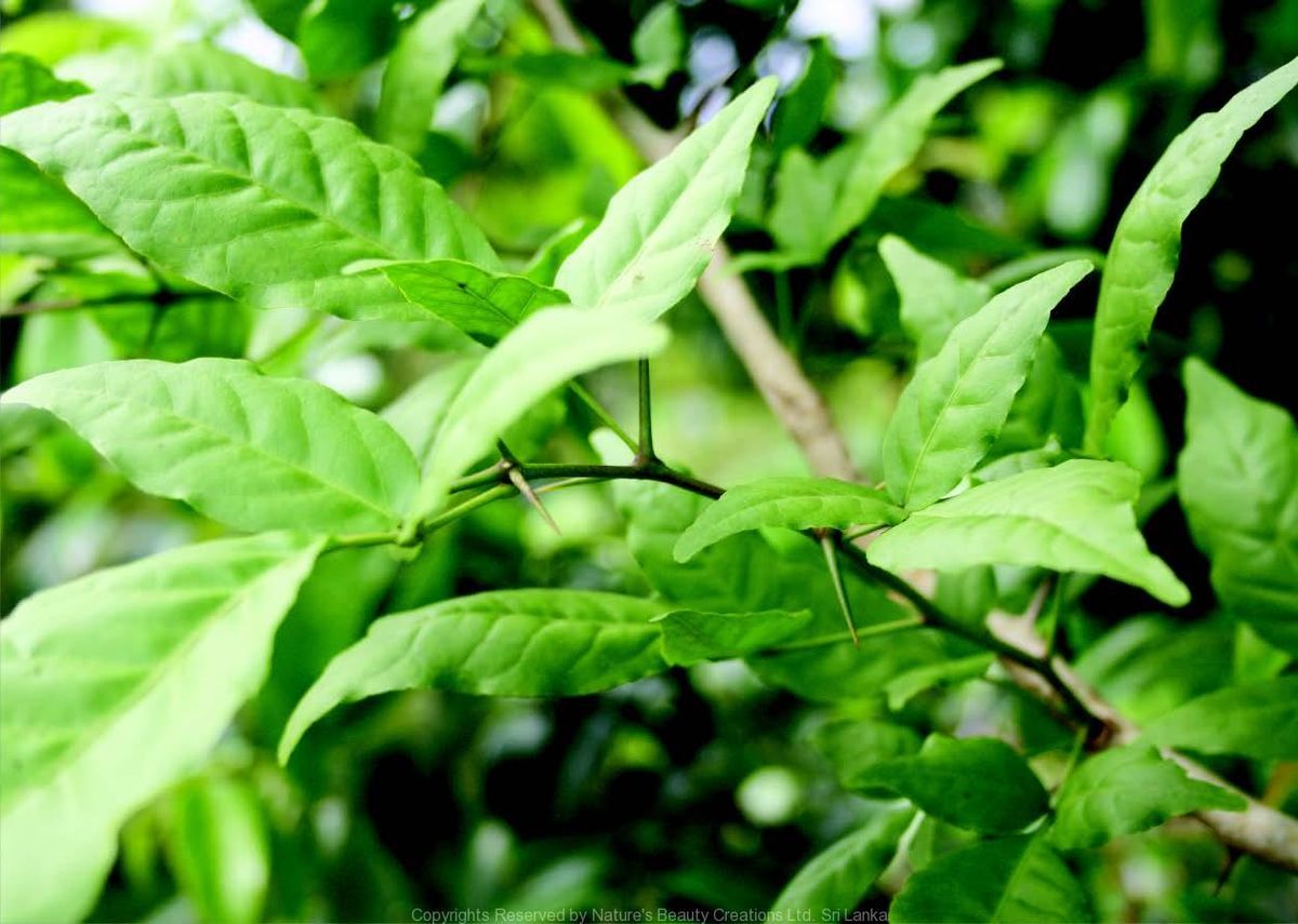 Bael Fruit de la India - EcuRed