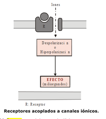 Receptor fisiológico - EcuRed