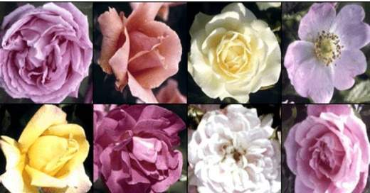 Rosaceae - EcuRed
