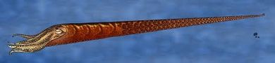 Baculites - EcuRed