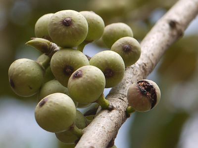 Ficus virens - EcuRed
