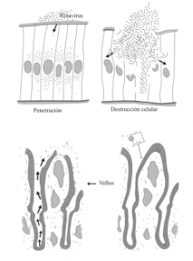 Rotavirus en humanos - EcuRed