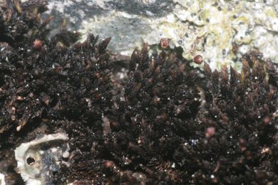 Andreaea kilimandscharica - EcuRed